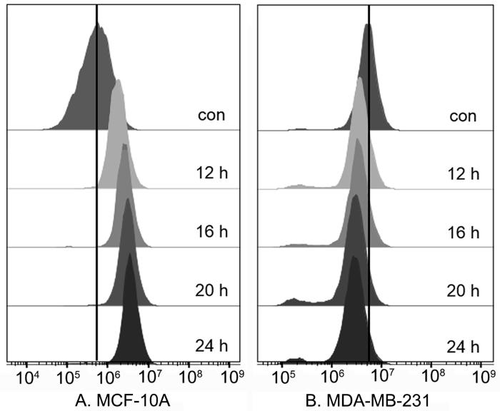 Antimycin类天然产物抗三阴性乳腺癌细胞MDA⁃MB⁃231作用机制初步研究
