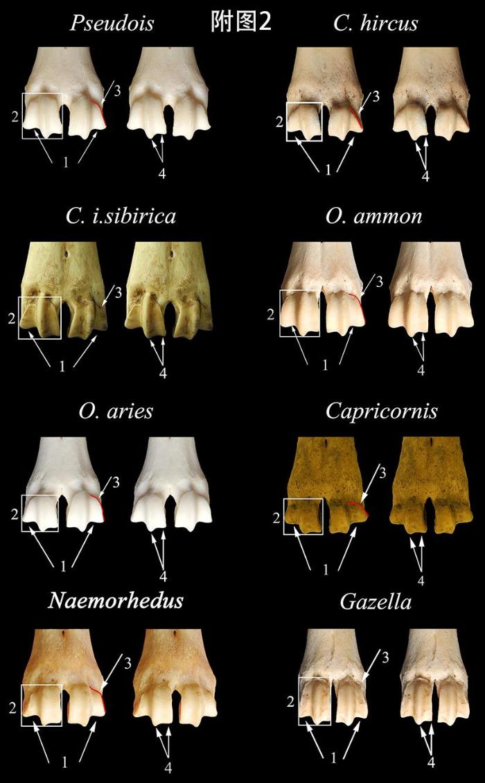 中国西部羊亚科和羚羊亚科颅后骨形态鉴定标准和史前人⁃羊关系